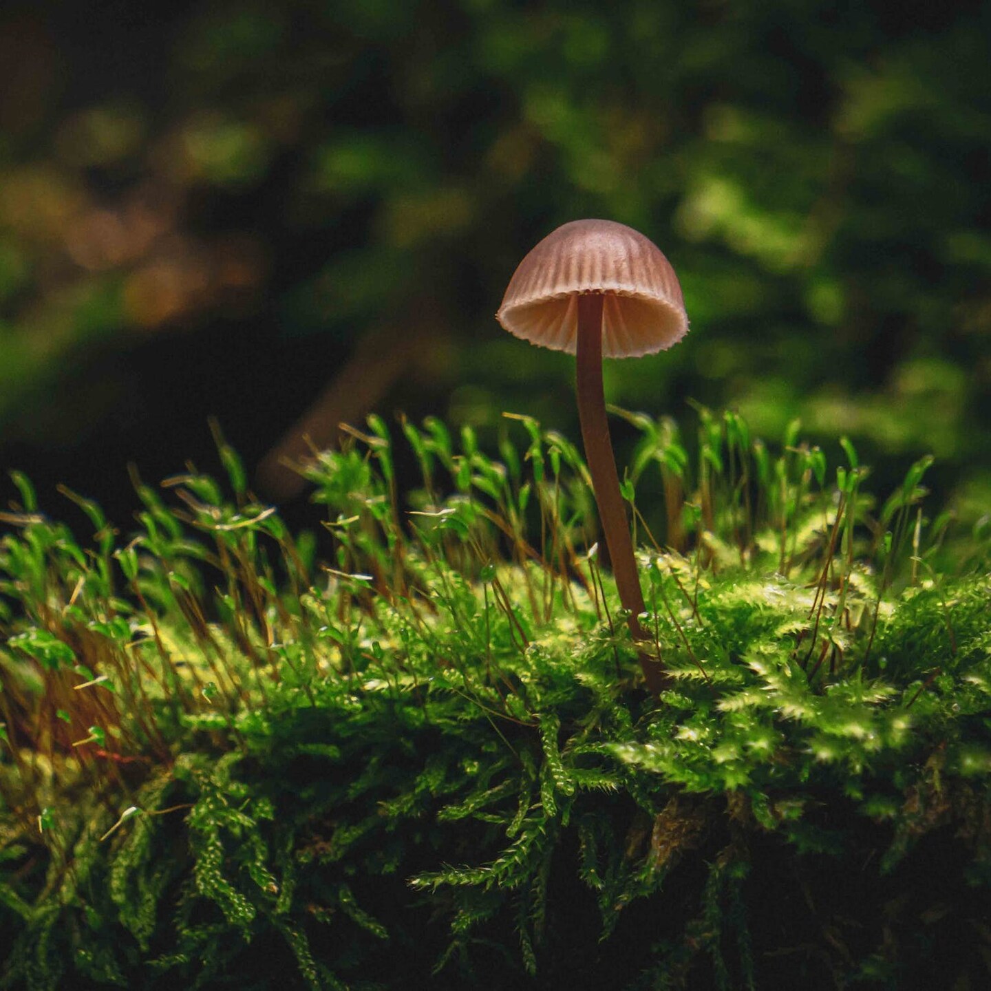 UnderTheCedars | Storefront | Michaels