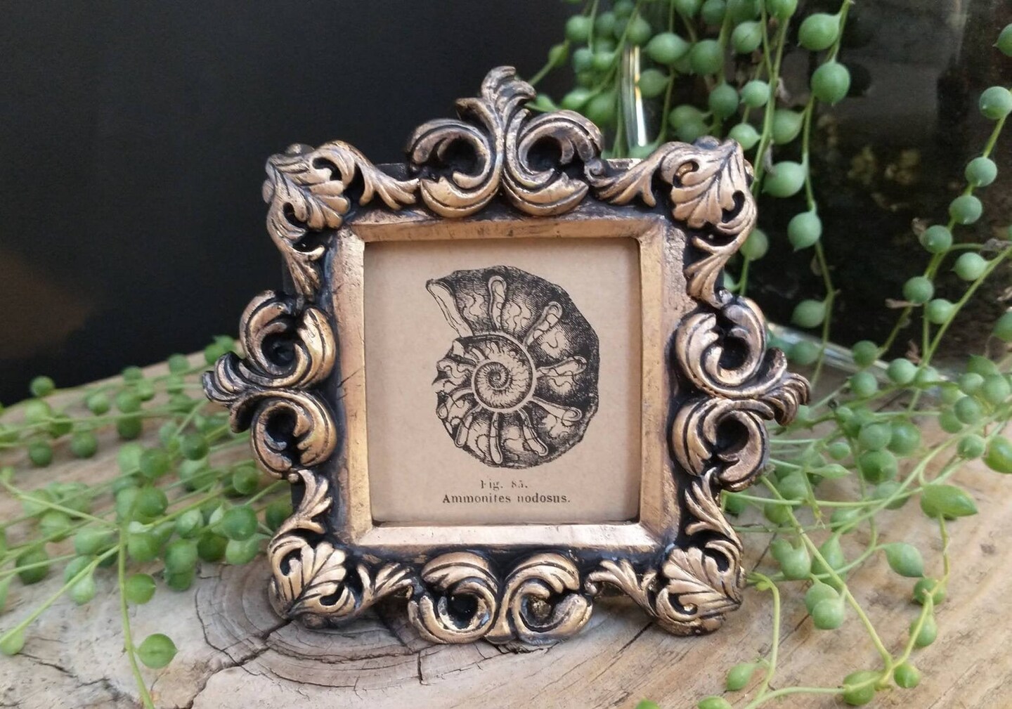 Vintage Ammonite Print in Mini Baroque Gold Frame | MakerPlace by Michaels