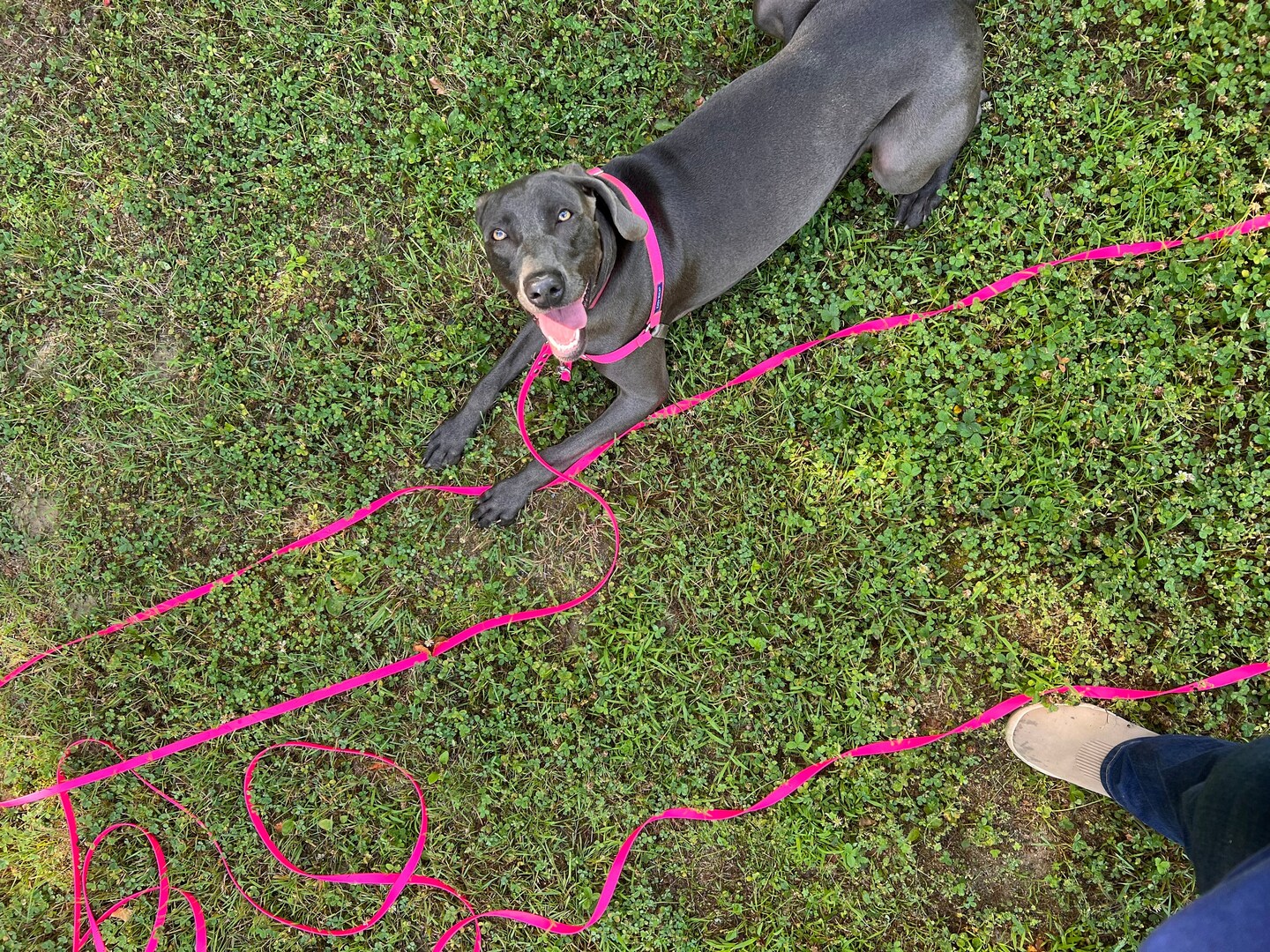 No Handle Drag Line With O-Ring, 10 to 50 feet, Three Quarter Inch Wide ...