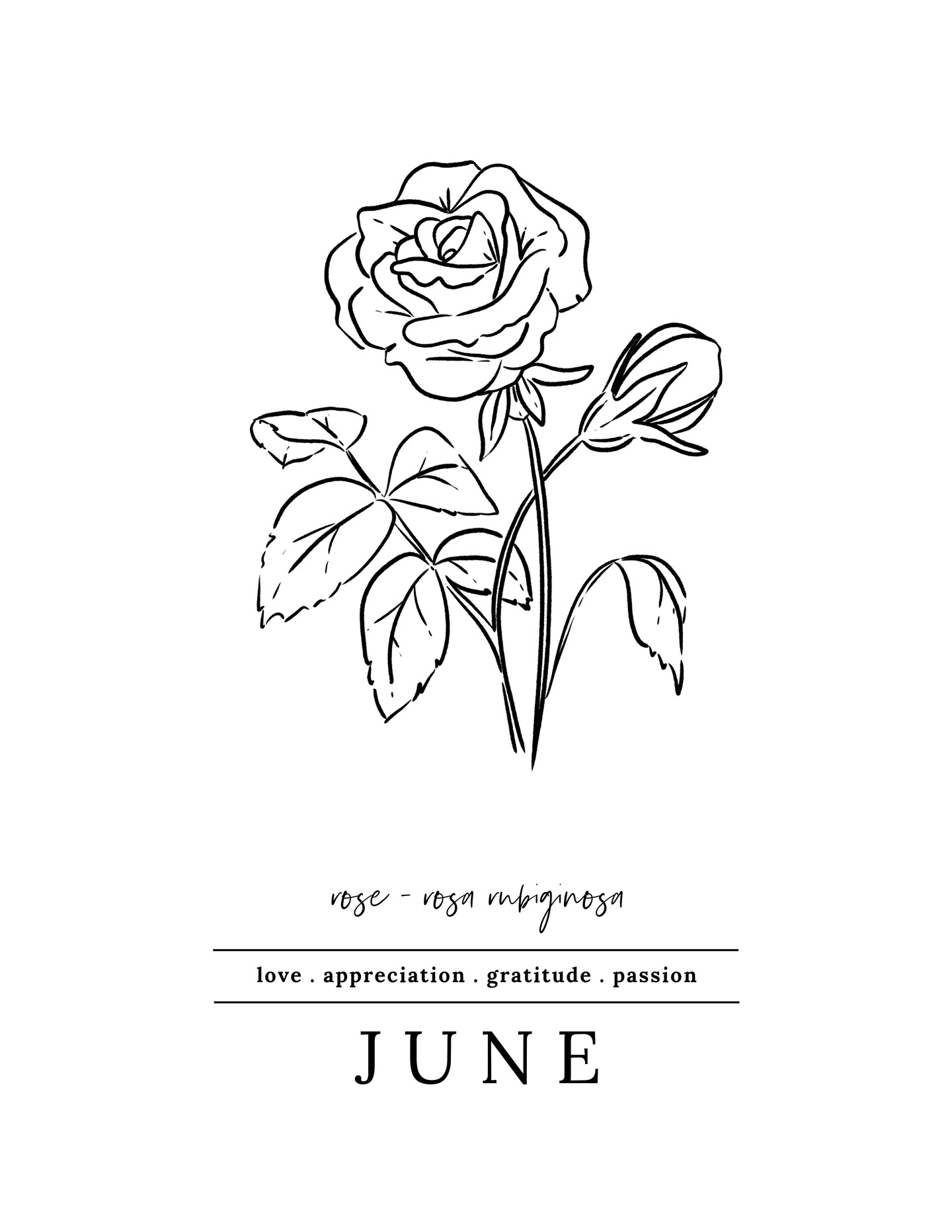 New York State Flower Coloring Page | Best Flower Site