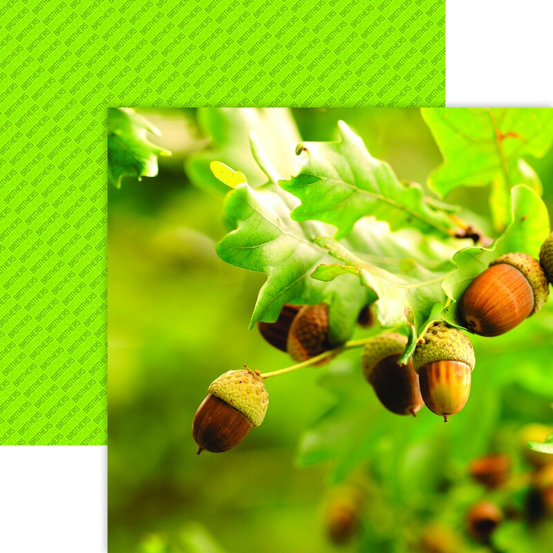 Little Acorns Paper - Brothers - Reminisce | Michaels