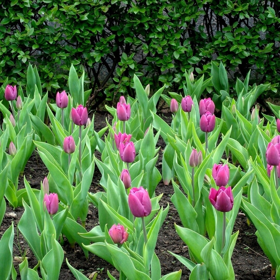 Lovely Lavender Trophy Tulips- Spring Garden Purple Flowers - 20 Bulbs ...