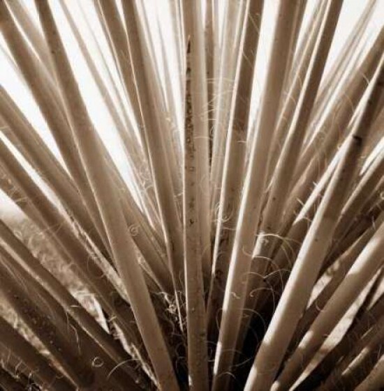 Desert Plants IV Poster Print by Bob Stefko - Item # VARPDXPSSFK159 ...