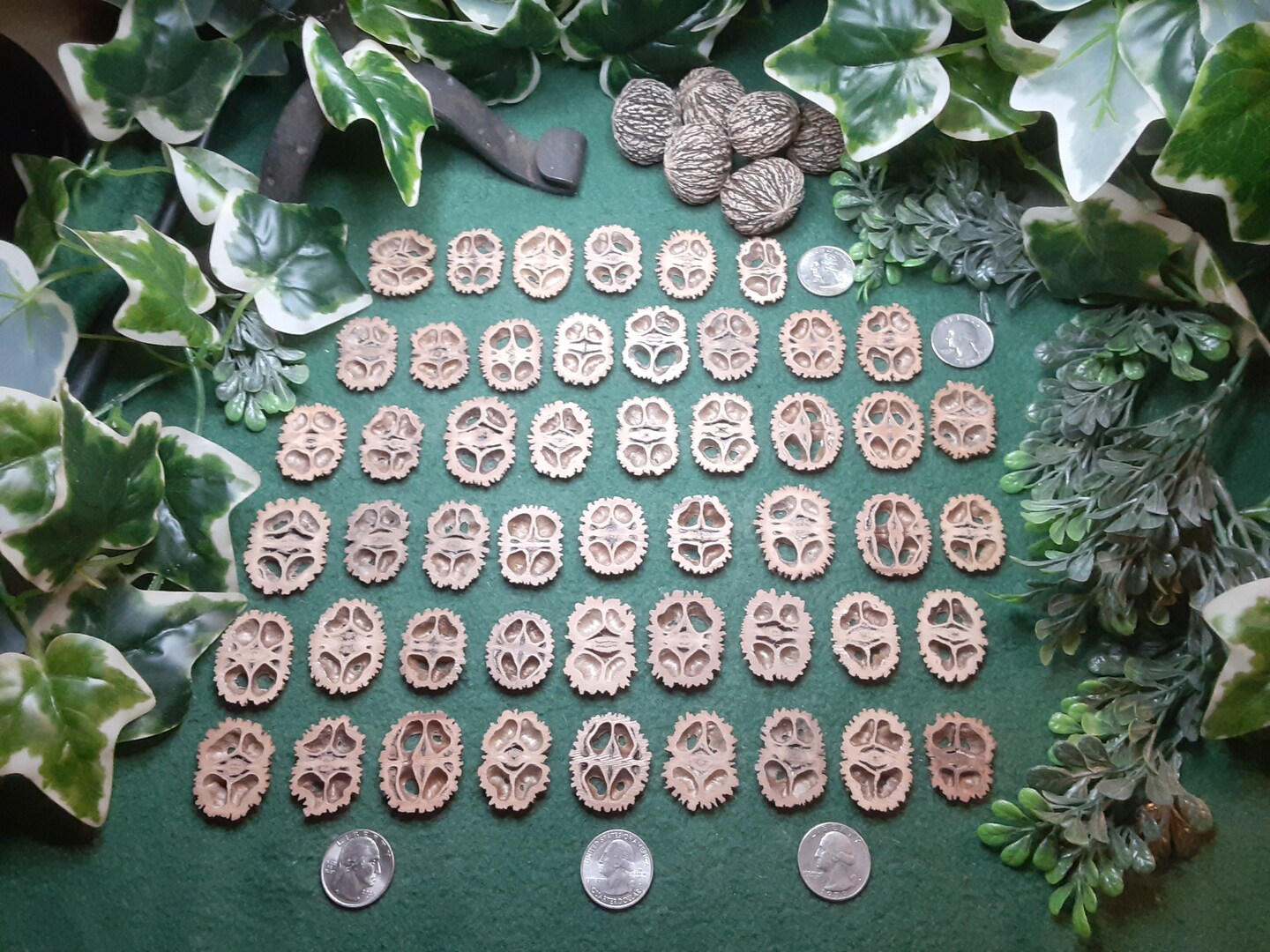 50 Black Walnut Outer Cut Shell Slices Wood Embellishments - Style A ...