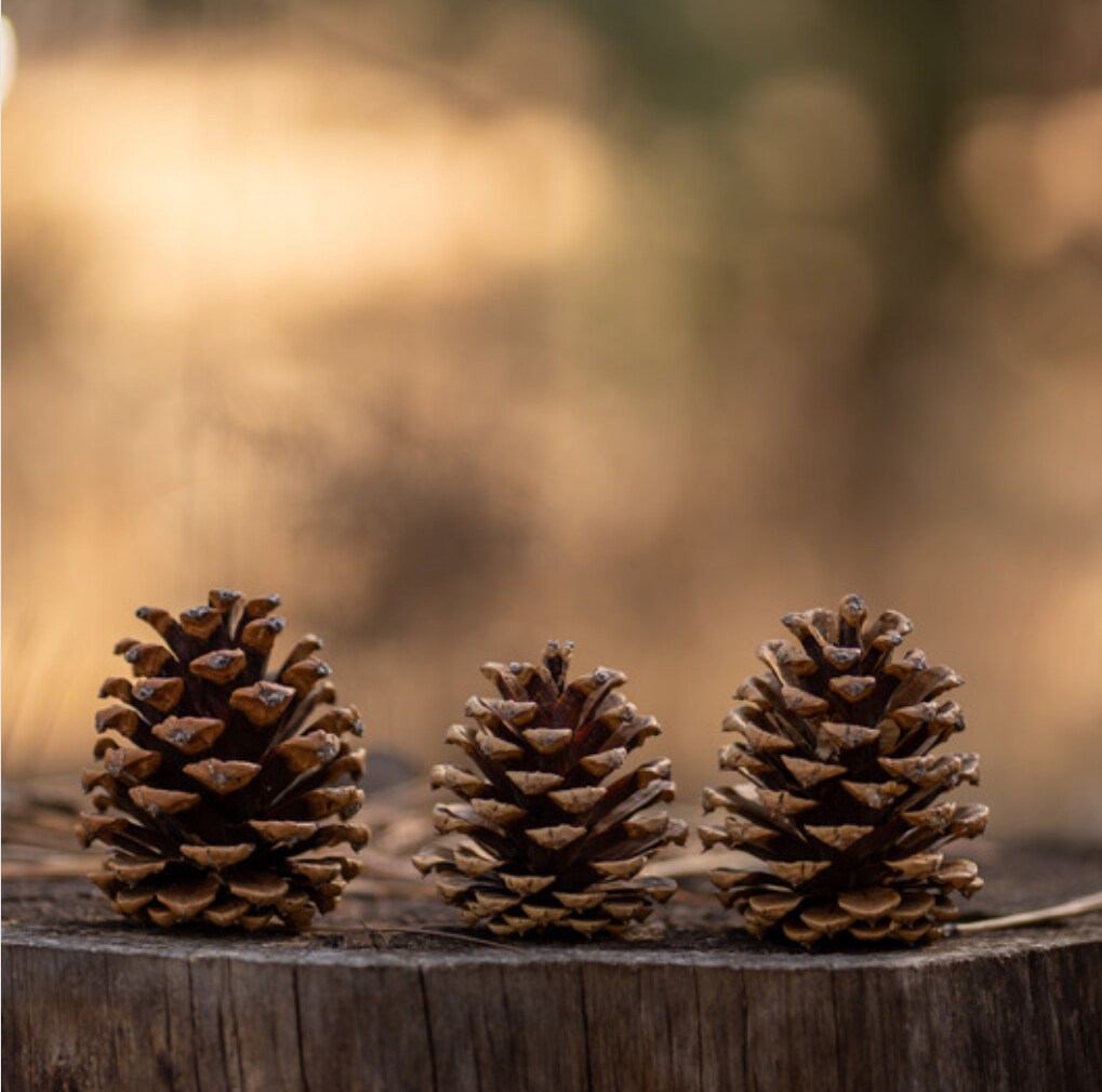 20 Piece Pinecone Mystery Bag | North Carolina Assorted Cone Species and Sizes | Hand Cleaned ...