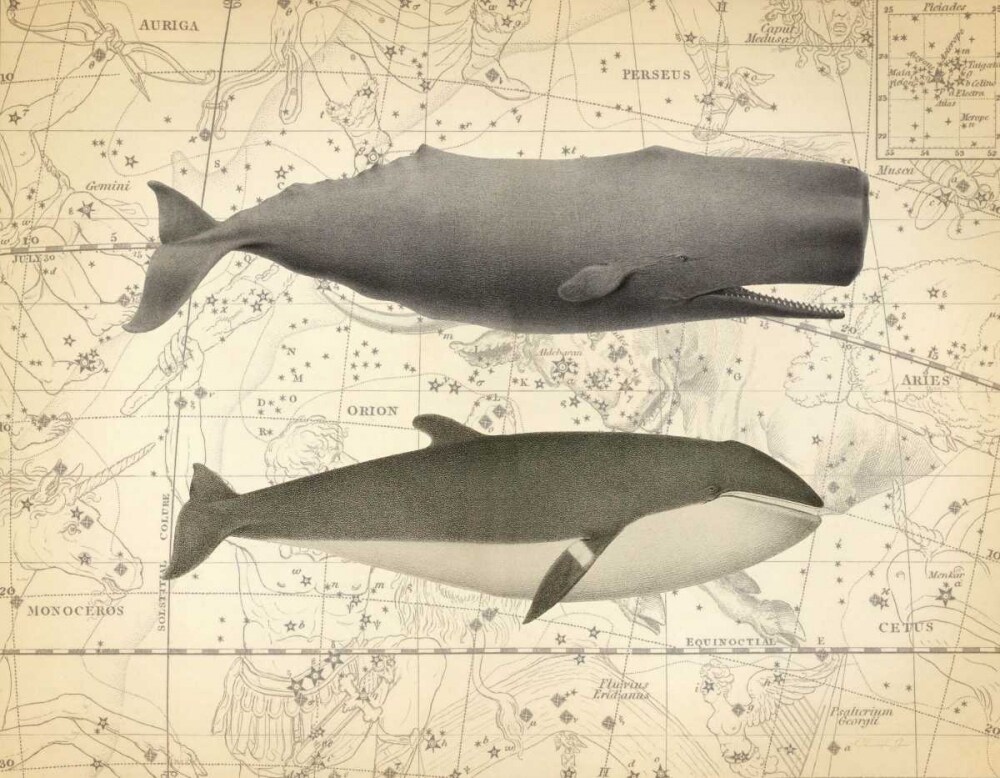 Whale Costellation 1 Poster Print by Christopher James - Item ...