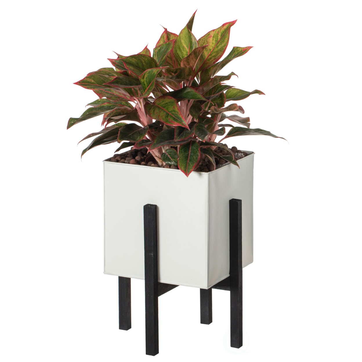 White Iron Planting Box With Black Wooden Frame Indoor Outdoor Planter ...