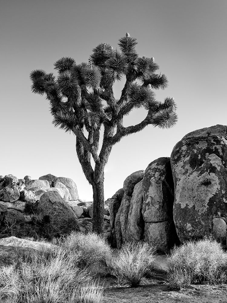 California-Joshua Tree National Park-Joshua tree lit by early morning ...