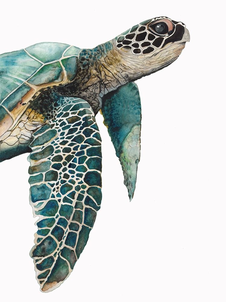 Great Sea Turtle _ Poster Print by Jodi Hatfield # HJ018A | Michaels