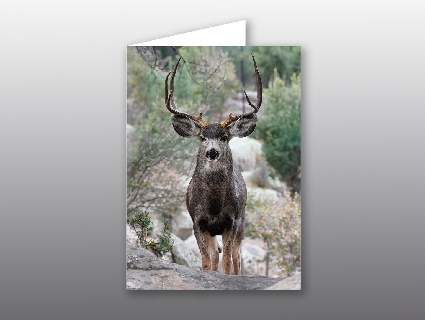 Majestic Mule Deer Buck - Greeting Card | MakerPlace by Michaels