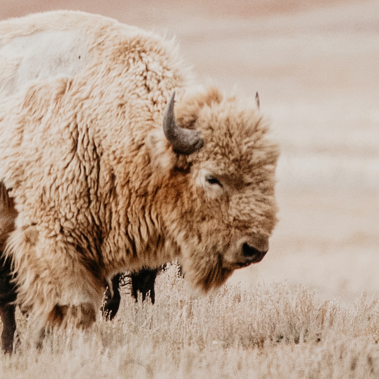 White bison, white buffalo art, spirit bison canvas, great white ...