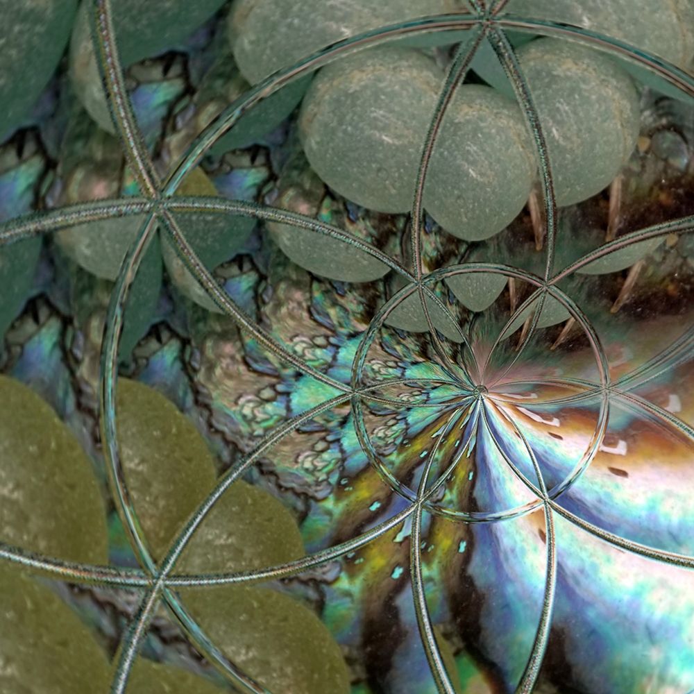 Abalone D Poster Print by Studio Nine 6 Studio Nine 6 - Item ...