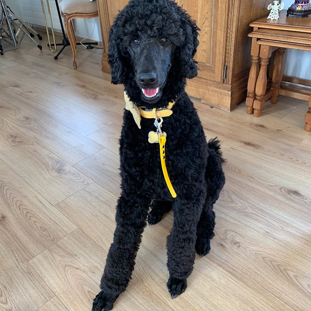 Training Tab, Five Eighths Inch Wide Biothane Waterproof No Handle Tab ...