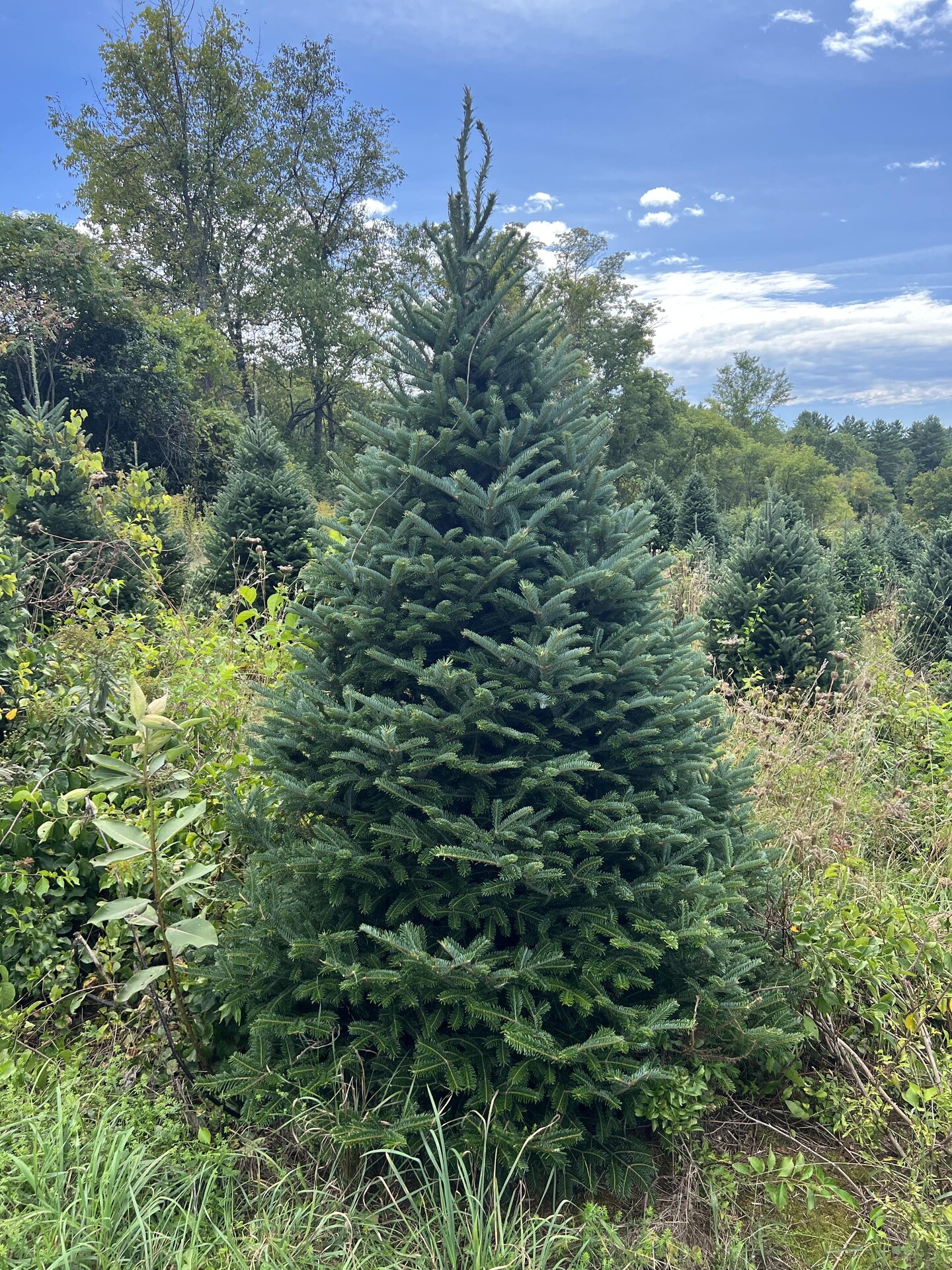 Real Christmas Trees Delivered 5 Foot Premium Fraser Fir | Michaels