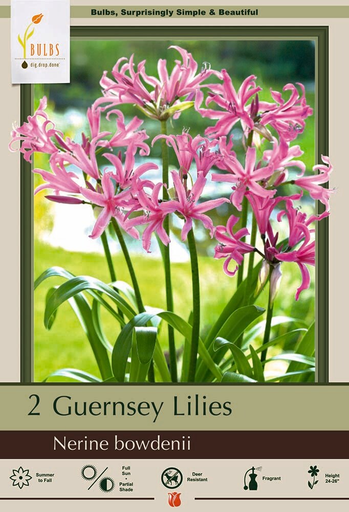 Japanese Spider Lily Nerine bowdenii Lily - 2 Bulbs - Deep Persian Rose ...