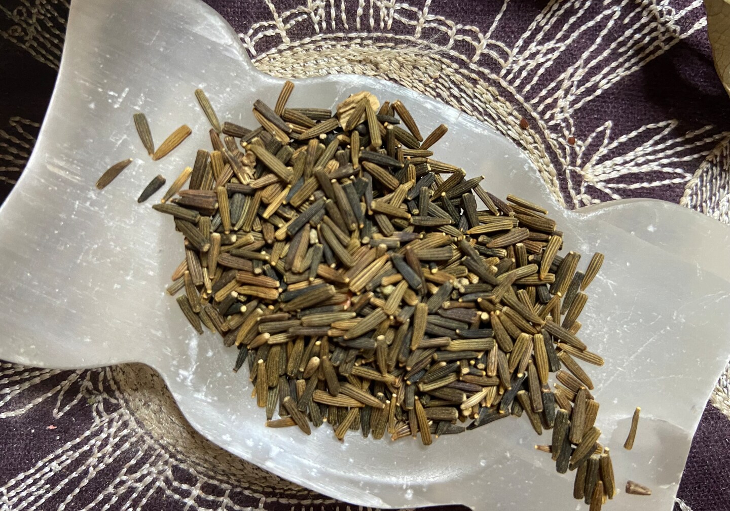 Purple Fleabane Seeds, Moon Magick, Chastity, Exorcism, All Natural ...
