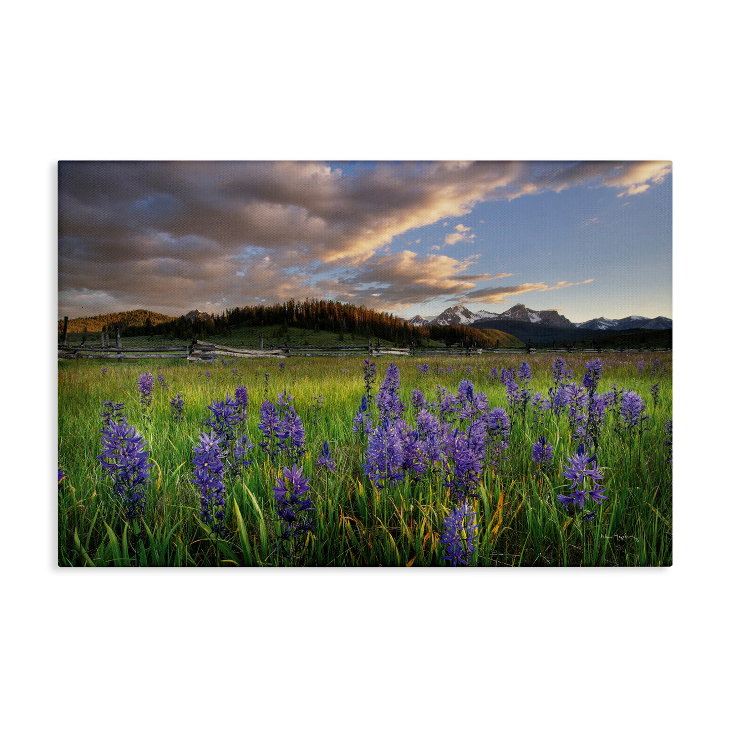 Stupell Industries Lavender Bloom Meadows Canvas Wall Art Design by Alan Majchrowicz | Michaels