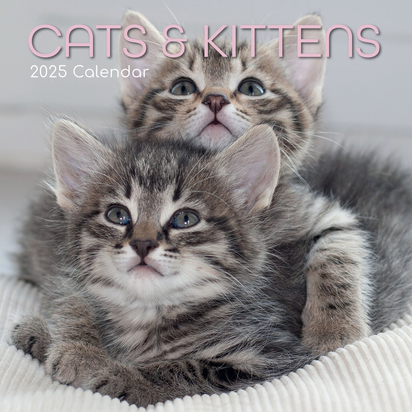 The Gifted Stationary 2025 Square Wall Calendar, Cats & Kittens, 16 ...
