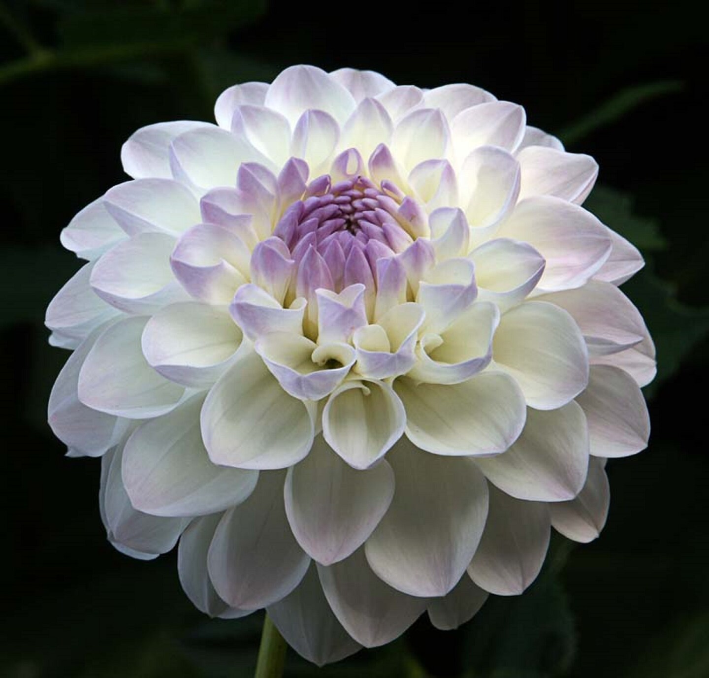 Eveline Decorative Dahlia - 2 Root Clumps - Pure White & Lilac, Count ...