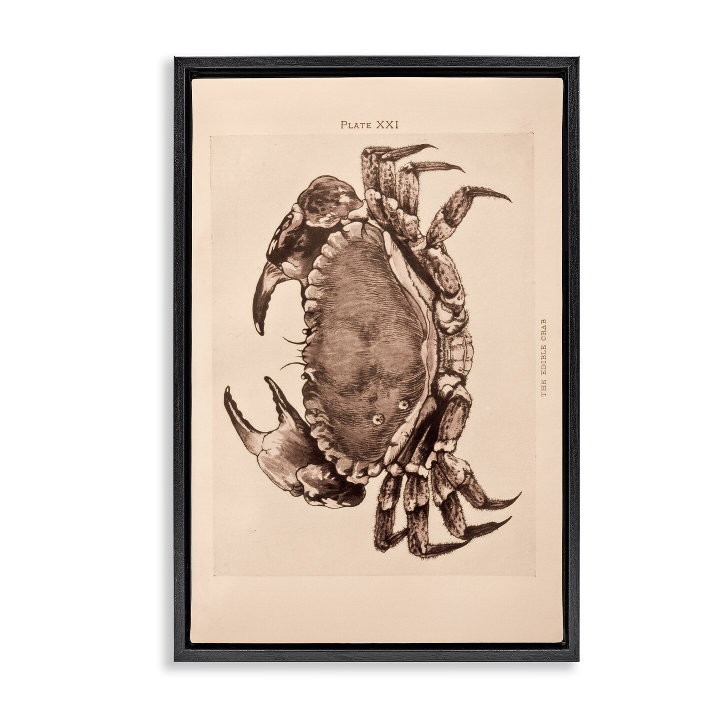 Stupell Industries Vintage Detail Crab Floating Frame By Deborah Revell ...