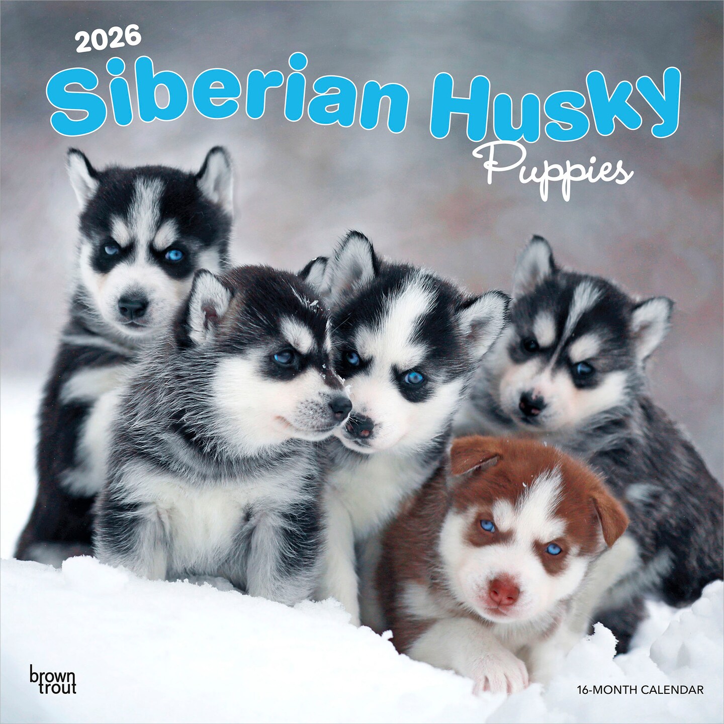 Siberian Husky Puppies | 2026 12 x 24 Inch (Hanging) Monthly Square ...