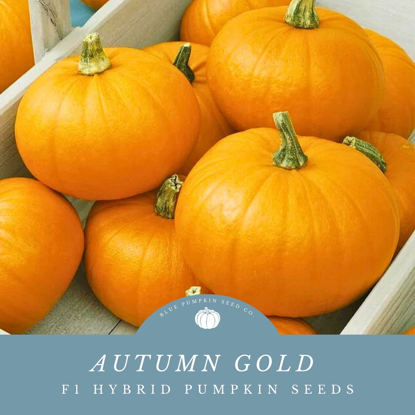 Autumn Gold F1 Pumpkin seeds - Grow High Yields of Sweet Pumpkins ...