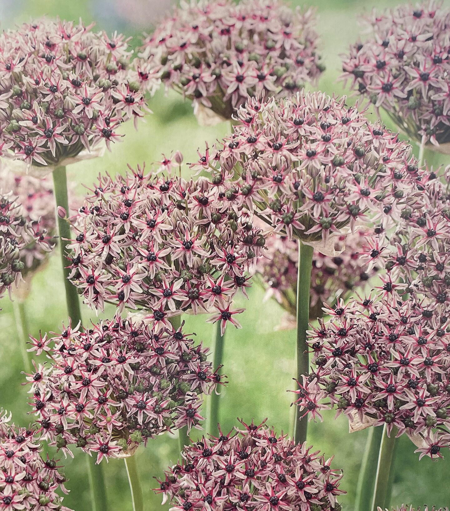 Starlight Flowering Ornamental Onion Allium 5 Bulbs - 10/12 cm - New ...
