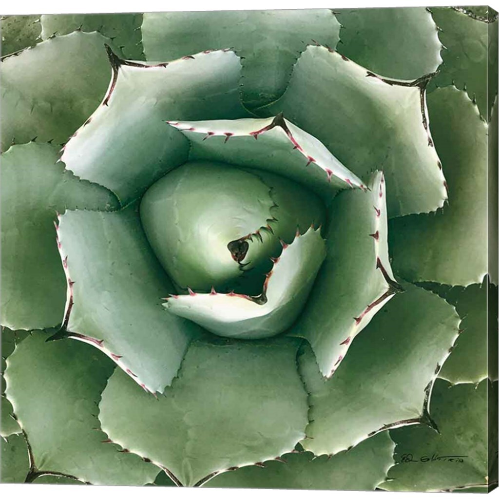 Cactus Verde II Green by Ed Goldstein 24" x 24" Canvas Wall Art | Michaels