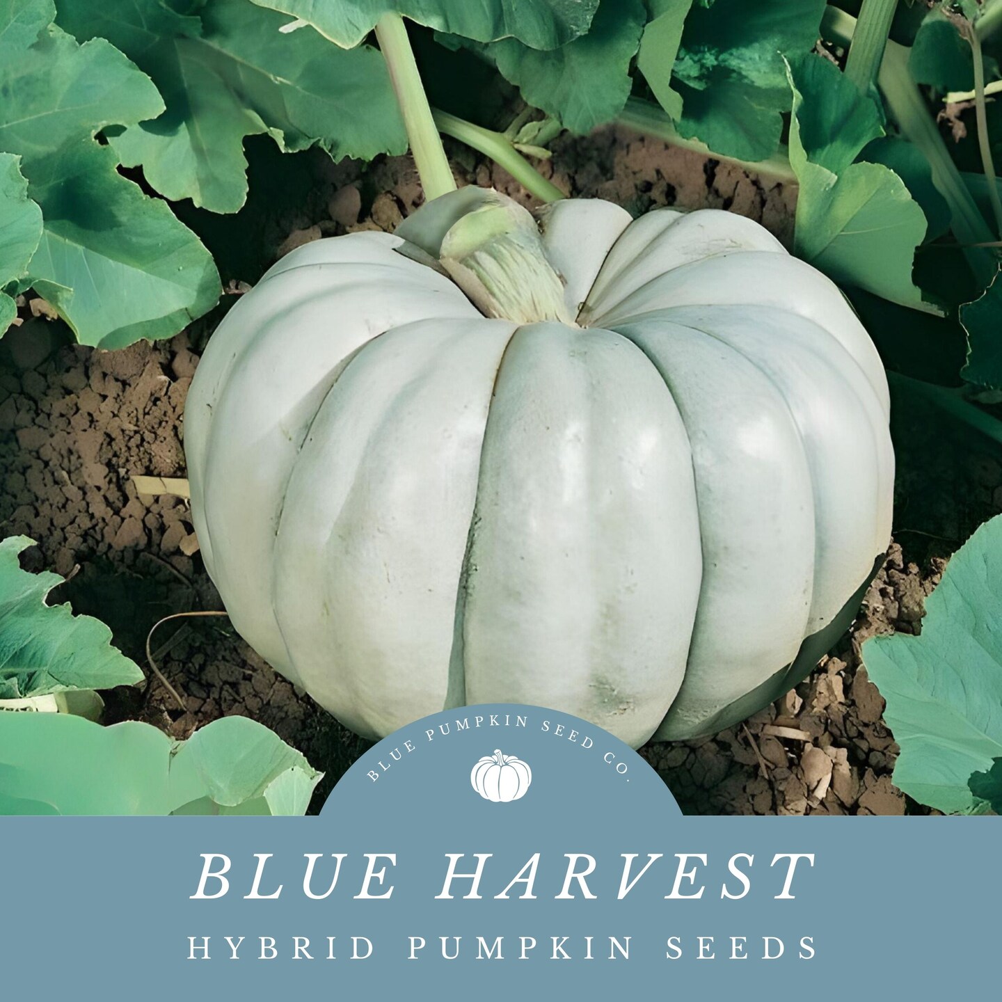 Blue Harvest F1 Pumpkin Seeds: Grow Sweet Flesh Filed Jarrahdale Type ...