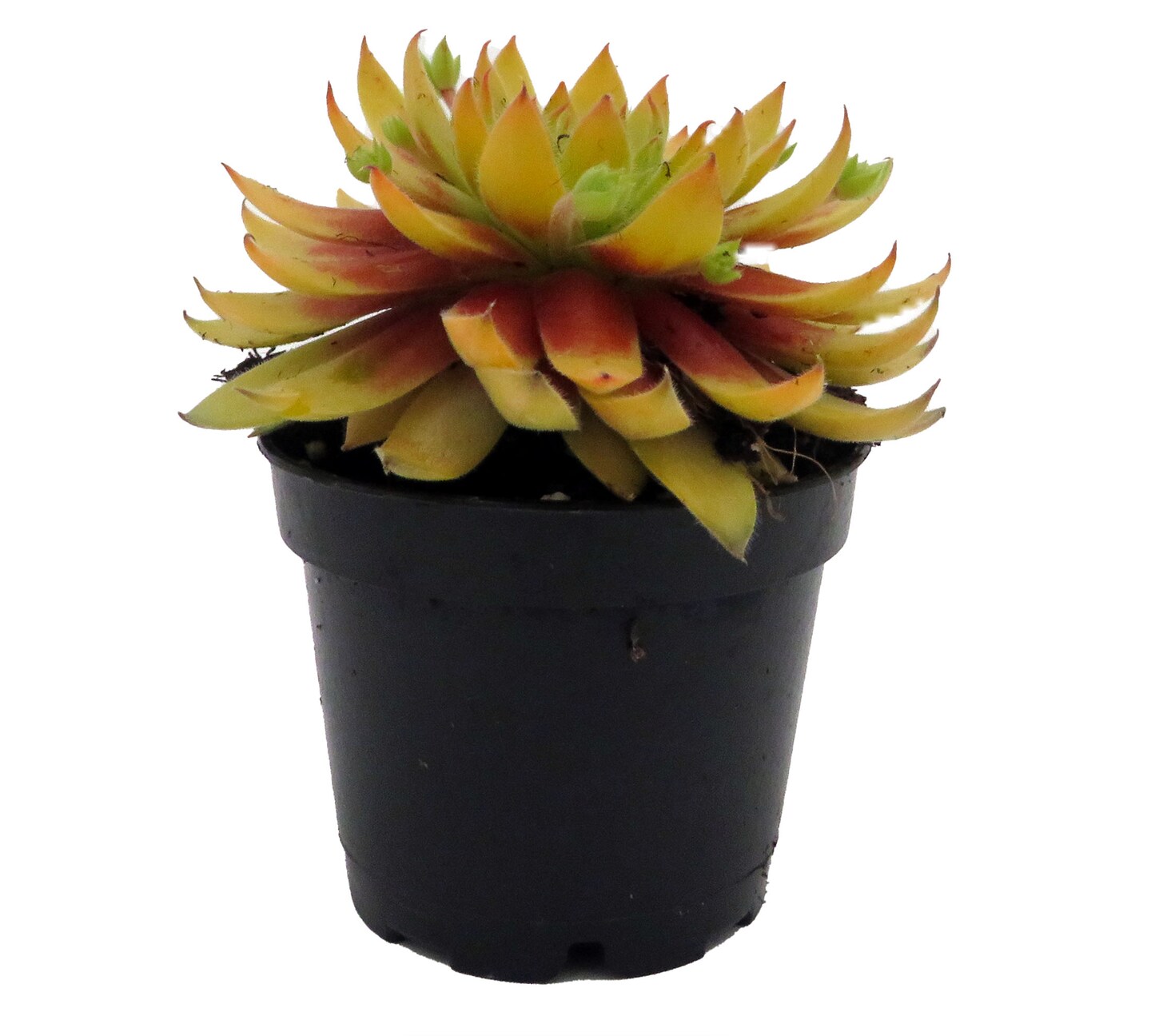 Chick Charmlettes® Princess Polly - Sempervivum - 2" Pot | Michaels