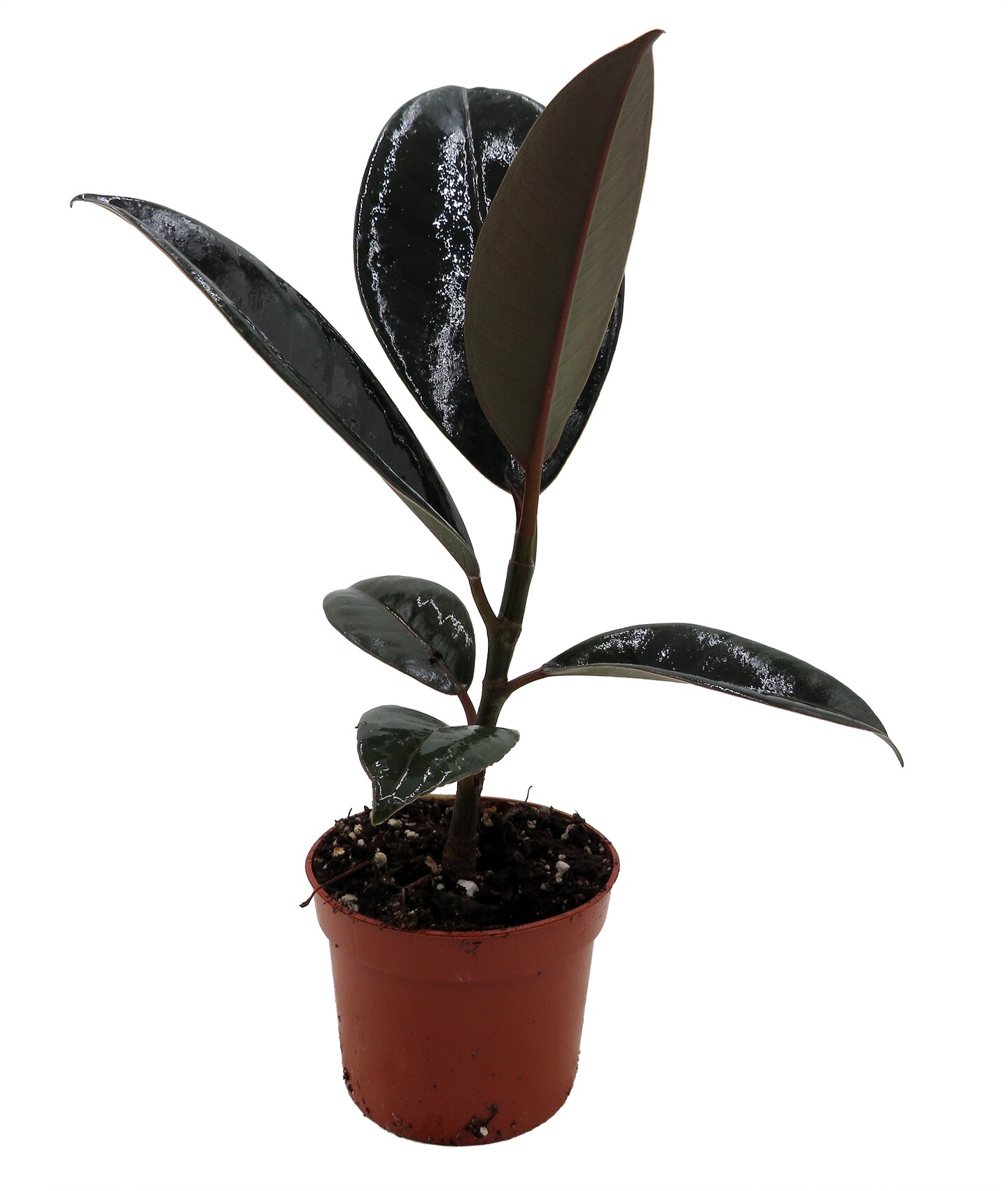 Burgundy Rubber Tree Plant - Ficus - An Old Favorite - 2.5" Pot, Count ...