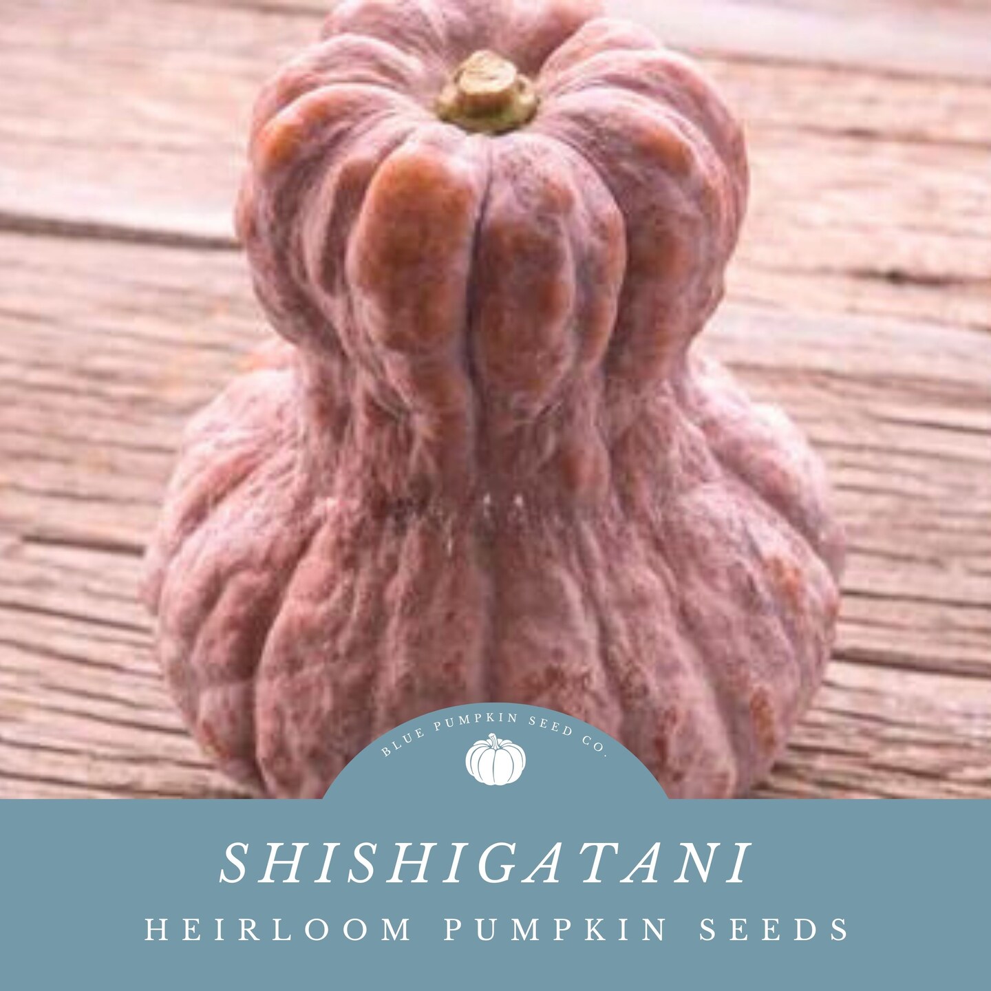 Shishigatani pumpkin seeds: Grow A True Ancient Japanese Heirloom! A ...