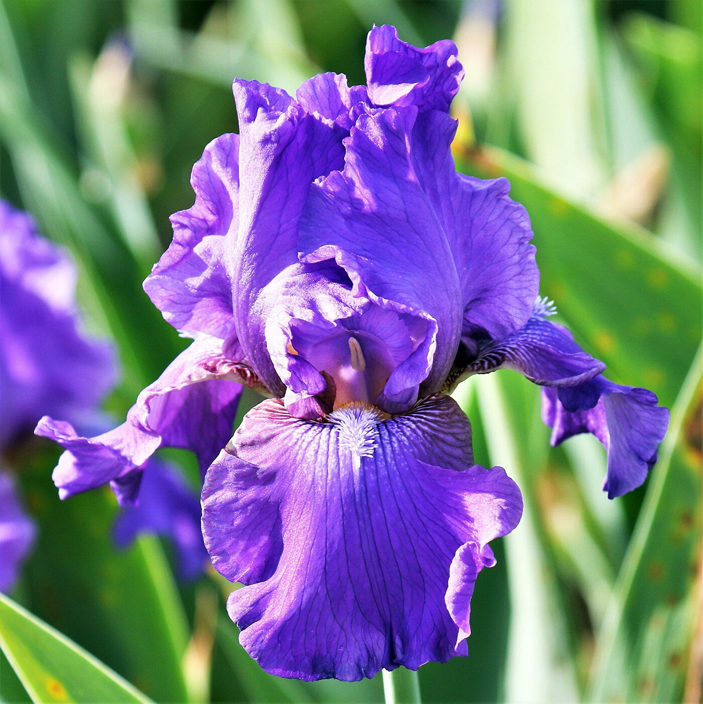 His Royal Highness Bearded Iris - REBLOOMER - Top Size Rhizome - NEW ...