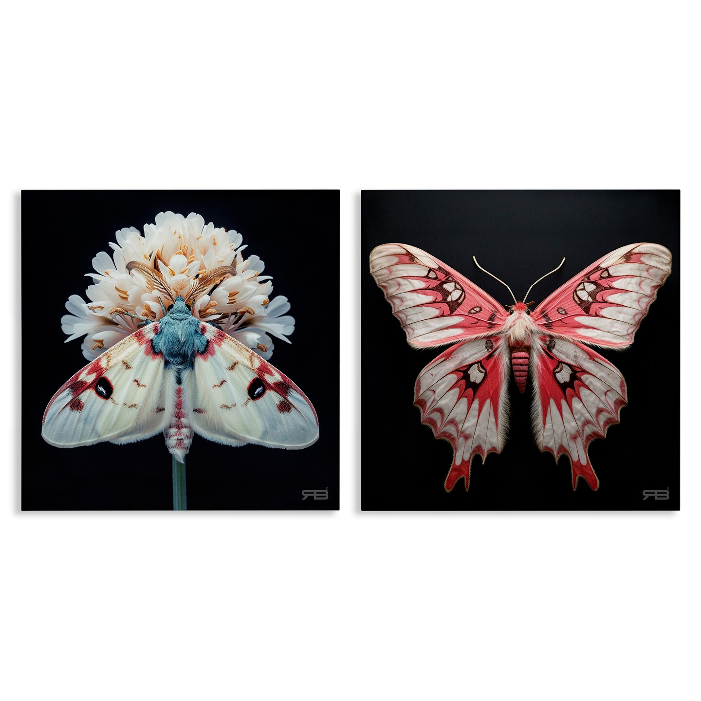 Stupell Industries Detailed Pink Moths Flower 2 pc Canvas Wall Art Set ...