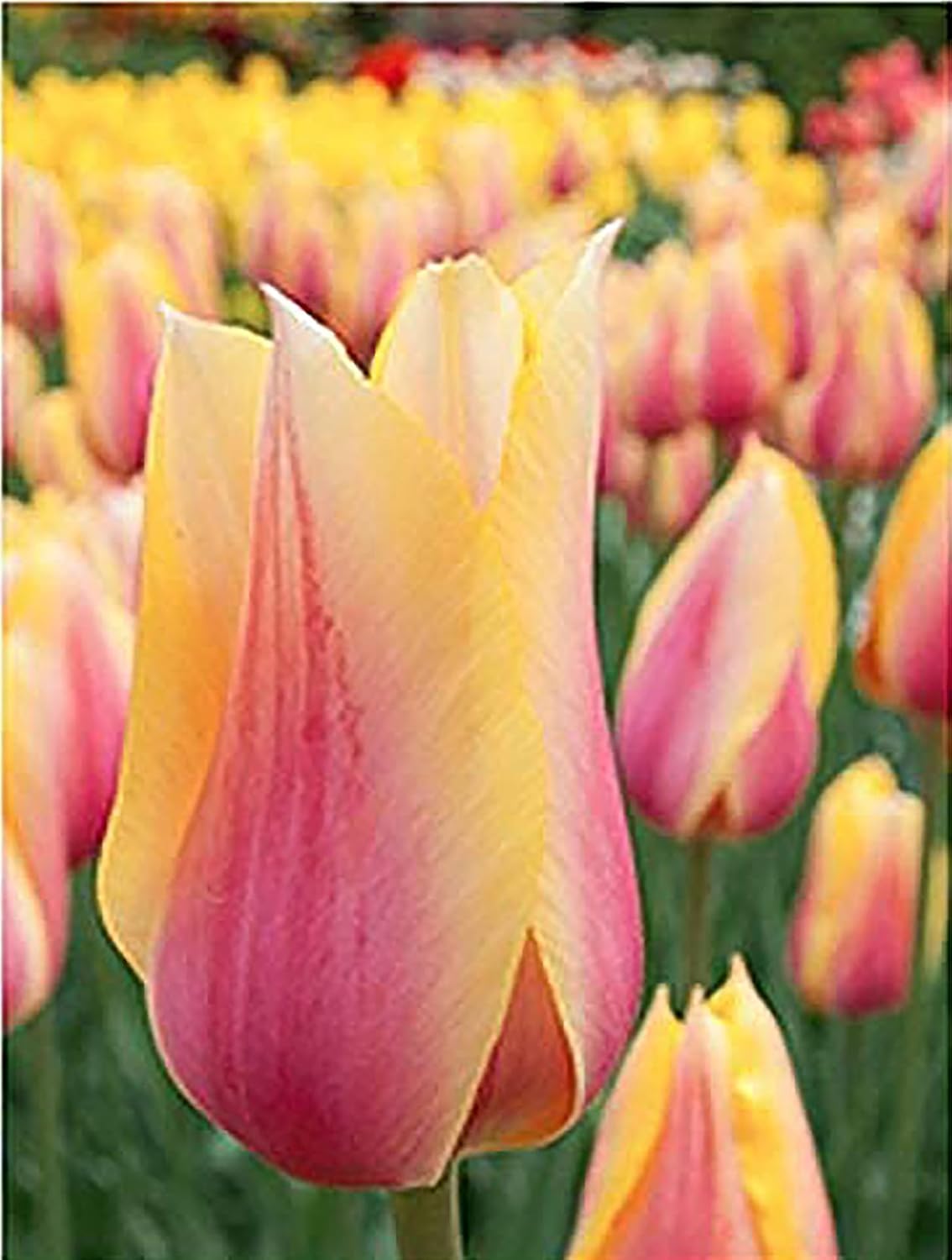 5 Blushing Beauty Tulip Bulbs – Elegant Soft Pink and Peach Blooms ...