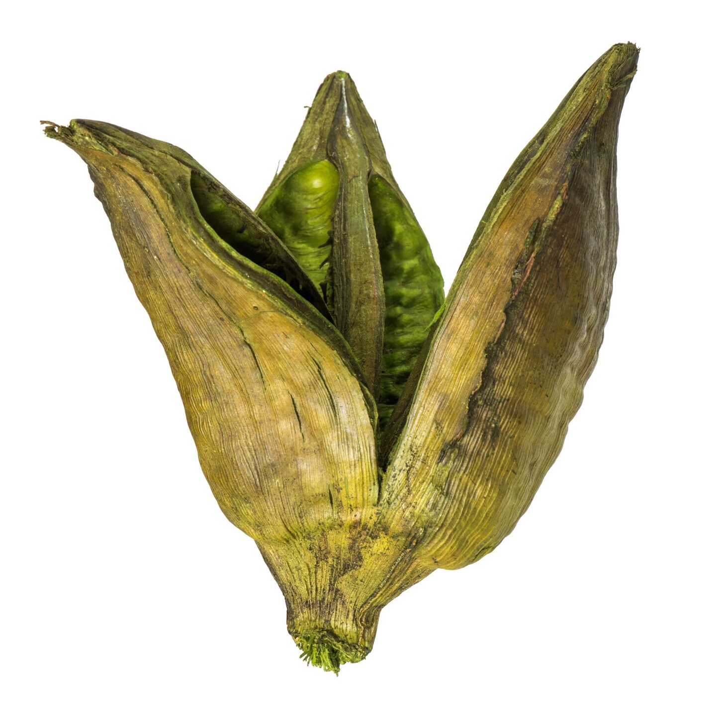 3-4" Basil Sora Pods 25Pk | Michaels