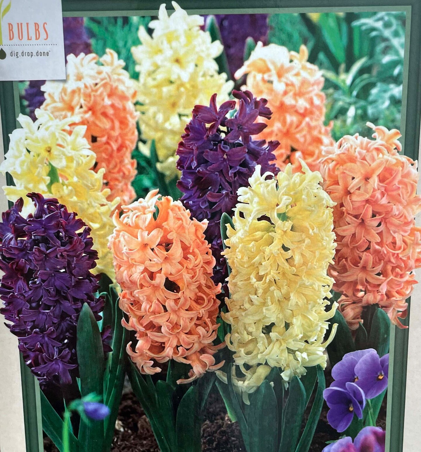 Pink Grapefruit Mix Hyacinth 5 Bulbs - Fragrant - 15/16 cm Bulbs - New | Michaels