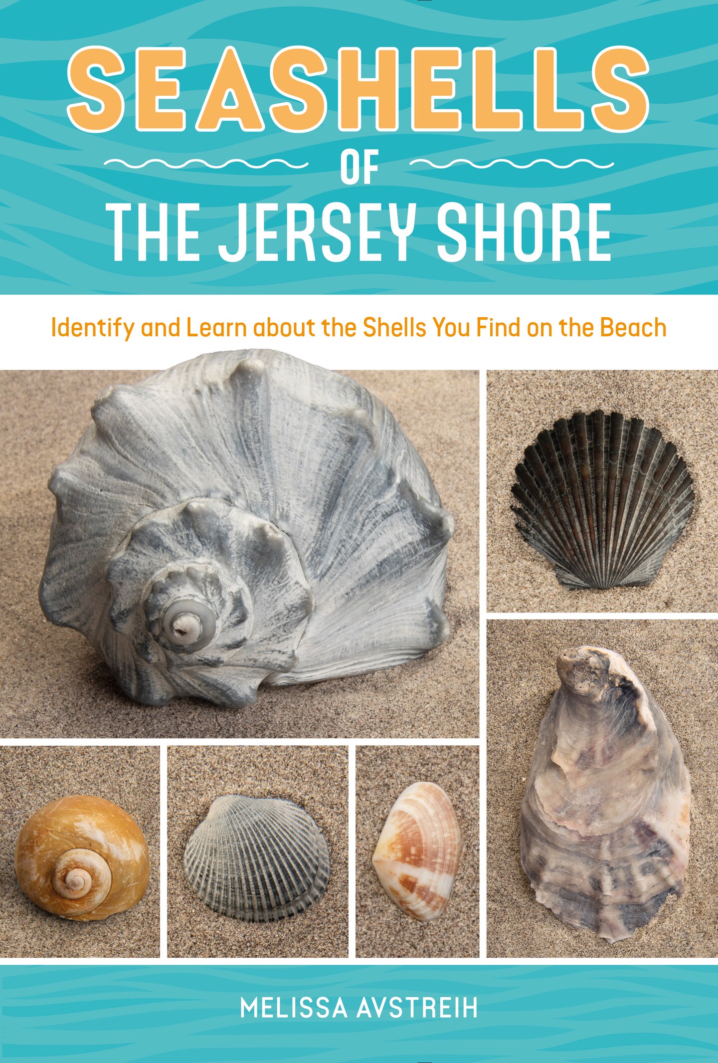 Seashells of the Jersey Shore: Identify and Learn about the Shells You ...