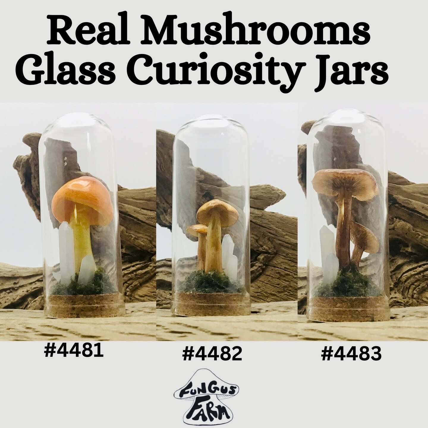Real Mushroom in a Glass Curiosity Jar | Cute Fungi Curio Home Décor ...