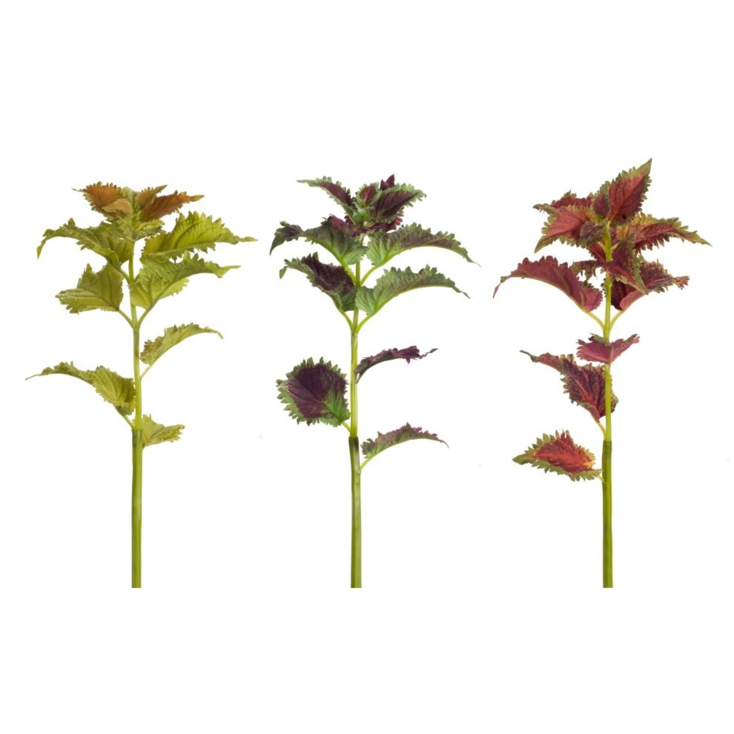 Melrose Coleus Stem Artificial Plants - 23" - Green and Purple - Club ...