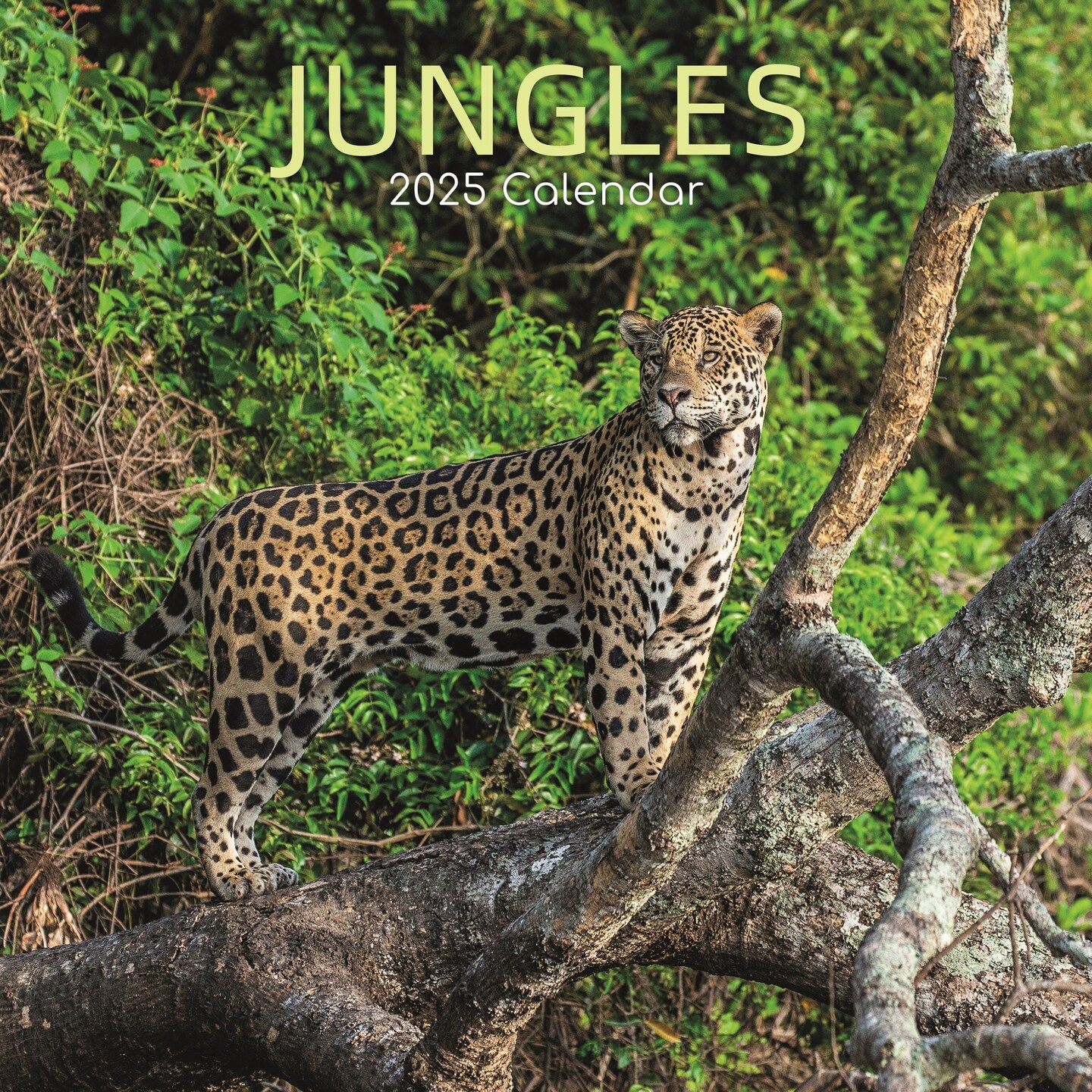 2025 Square Wall Calendar, Jungles, 16-Month Natural World Theme with ...