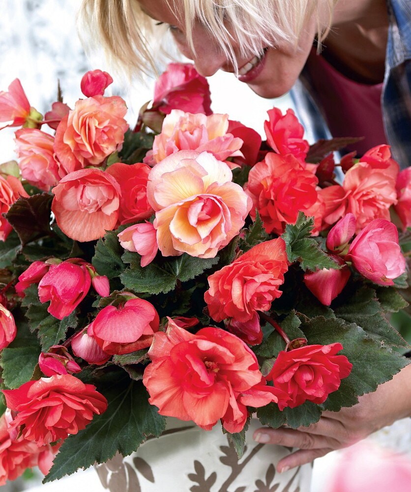 Fragrant Pink/Apricot Begonia Odorosa - 2 Bulbs - First Truly Fragrant ...