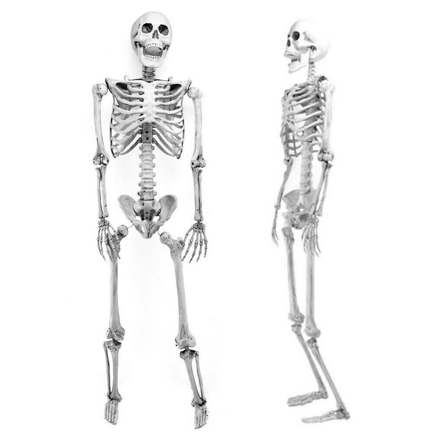 Kitcheniva 2x5.6ft Halloween Skeleton Full Life Size Party Tricky ...