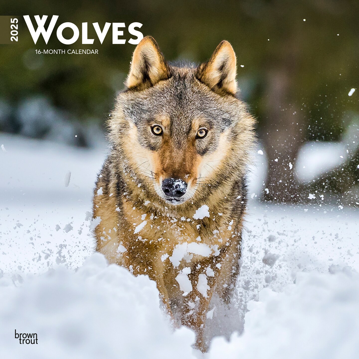 Wolves | 2025 12 x 24 Inch Monthly Square Wall Calendar | Plastic-Free ...