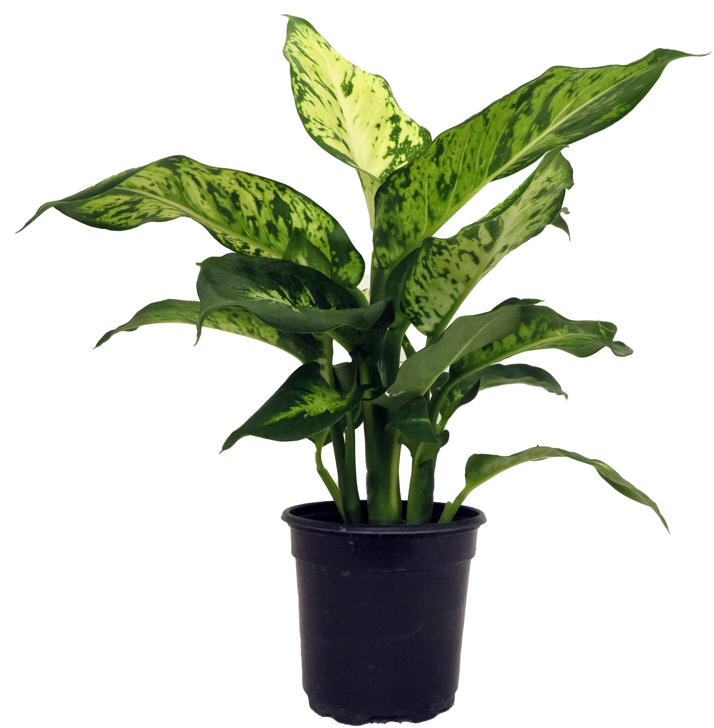 Sublime Dieffenbachia House Plant - Exotic - 4" Pot | Michaels