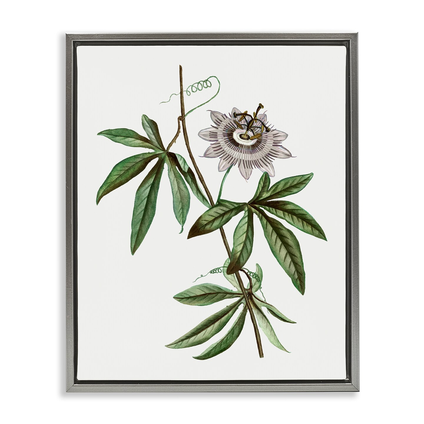 Stupell Industries Vintage Circular Bloom Floating Frame Design by CAD ...