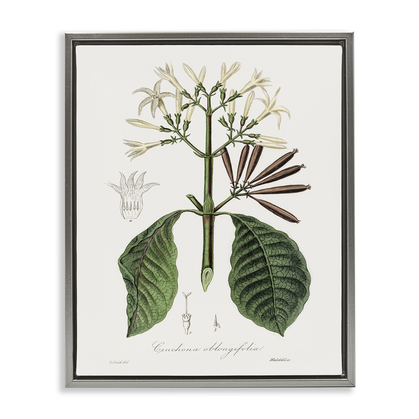 Stupell Industries Vintage Flora Study Floating Frame Design by CAD ...
