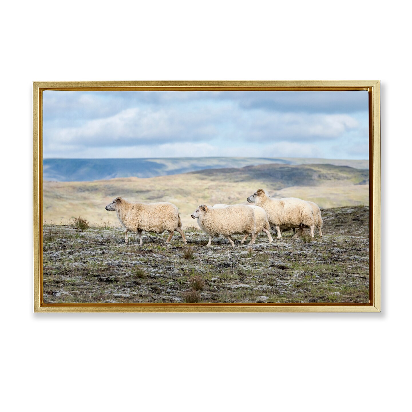 Stupell Industries Three Friends Sheep in Nature Floating Frame, design ...