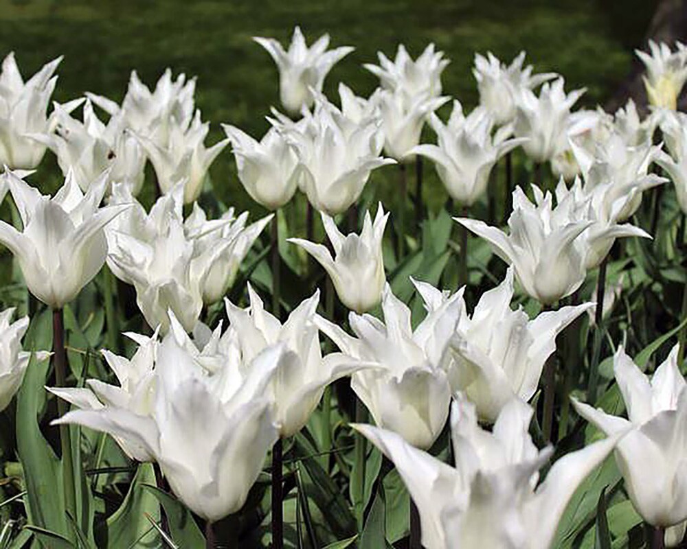 White Elegance Lily Flowering Tulip 7 Bulbs - 12/+ cm Bulbs | Michaels