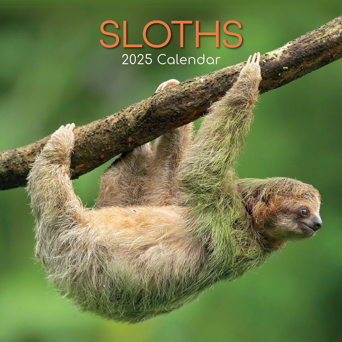 The Gifted Stationary 2025 Square Wall Calendar, Sloths, 16-Month ...